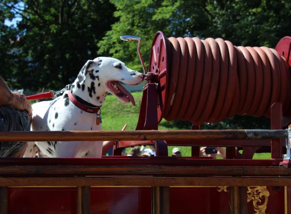 Why Are Dalmatians Associated With Firemen? Breed History in the Fire ...