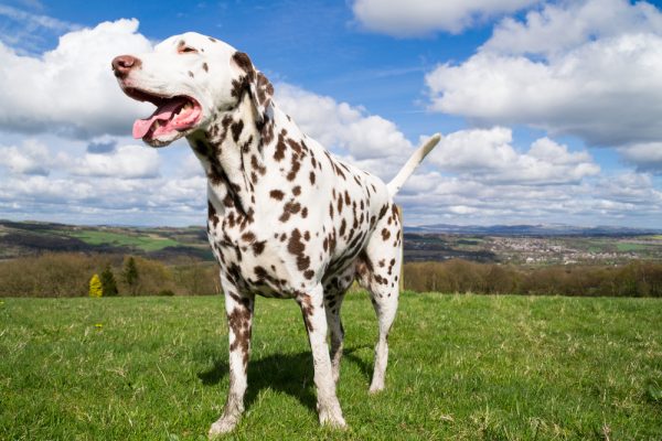 Dog Coat Colors & Patterns: A Vet-Verified Guide (With Info & Pictures ...