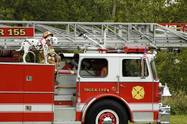 Why Are Dalmatians Associated With Firemen? Breed History in the Fire ...