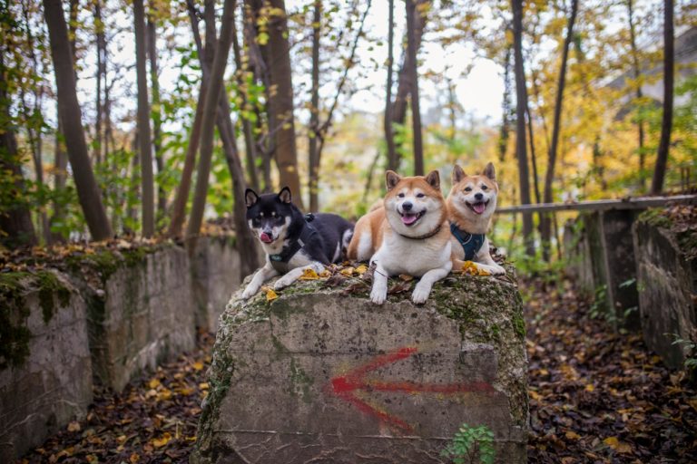 15 Vet-Reviewed Shiba Inu Facts That You Might Not Know – Dogster
