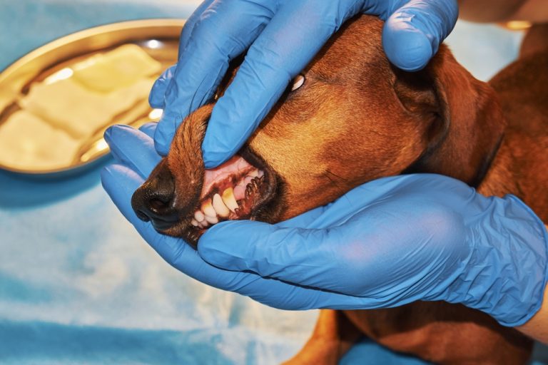 My Dog's Tooth is Discolored, What's Wrong? Our Vet Discusses 4 Common ...