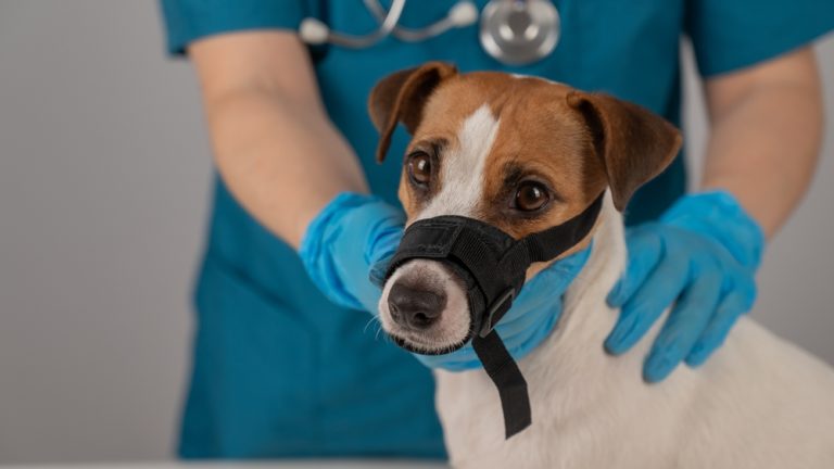 Why Do Some Dogs Need to Be Muzzled at the Vet? Vet-Verified Reasons ...