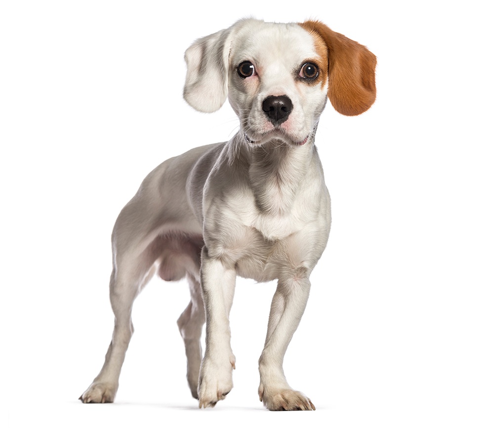 Cavajack: Pictures, Info, Care Guide & More – Dogster