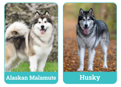 Alaskan Malamute vs Husky: The Differences (With Info & Pictures) – Dogster
