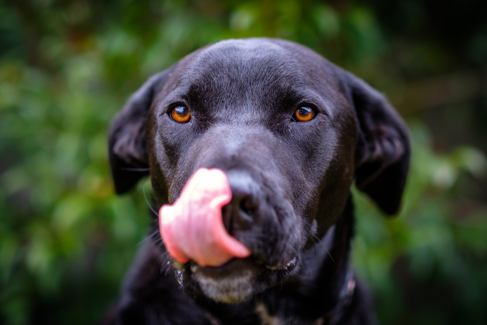 Bull Arab Dog Breed: Info, Pictures, Care, & Facts – Dogster