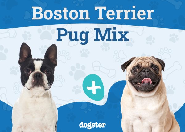 Bugg Dog Breed: Info, Pictures, Care, & Facts – Dogster