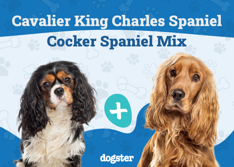 Cockalier Mixed Dog Breed: Info, Pictures, Care & More – Dogster