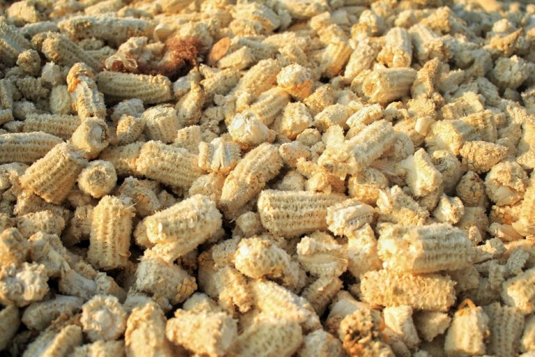 My Dog Swallowed a Corn Cob: Our Vet Explains Signs, Next Steps ...