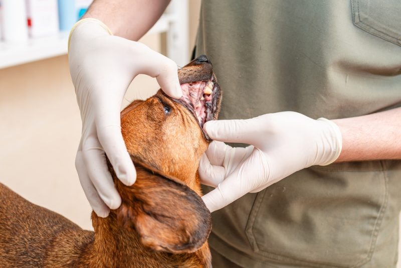 Can I Treat My Dog’s Abscess at Home? Our Vet Explains – Dogster