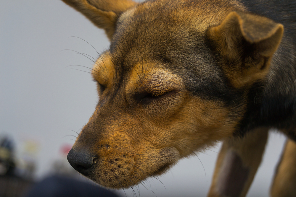 My Dog Ate a Wasp: Our Vet Explains the Risks, Signs & Next Steps – Dogster
