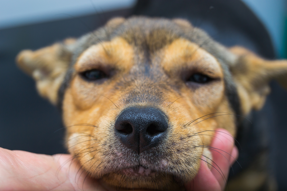 My Dog Ate a Wasp: Our Vet Explains the Risks, Signs & Next Steps – Dogster