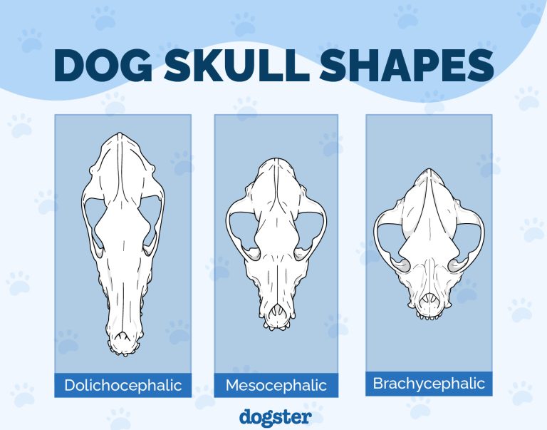 How Far Can I Run With My Dog? Vet-Approved Guide By Breed – Dogster