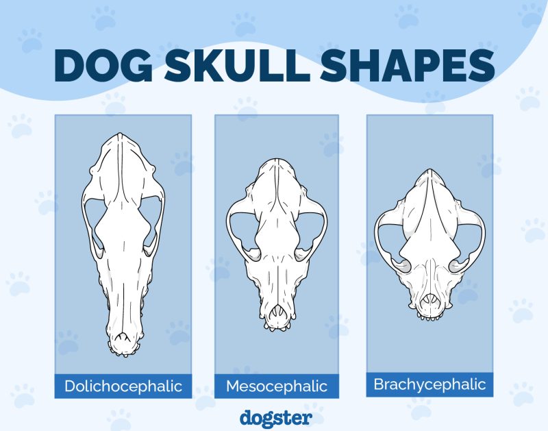 German Shepherd Bite Force: The Strength of Their Jaw – Dogster