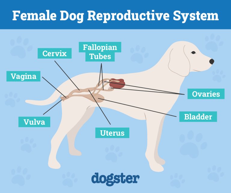 Dog Genitals: Canine Anatomy Explained (Vet-Approved) – Dogster