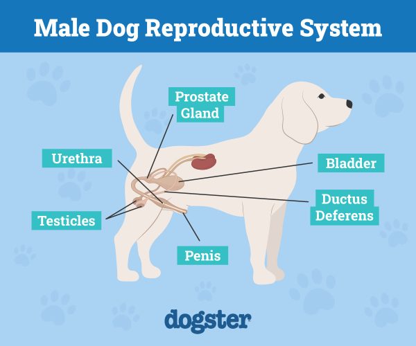 17 Common Dog Reproductive Problems: Vet-Verified Signs & Treatments ...