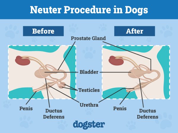 When to Spay or Neuter a Labrador? Vet-Approved Guide & Facts – Dogster