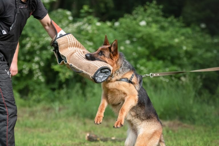 22 Dog Breeds Built to Have the Strongest Bite Force: What the Science ...