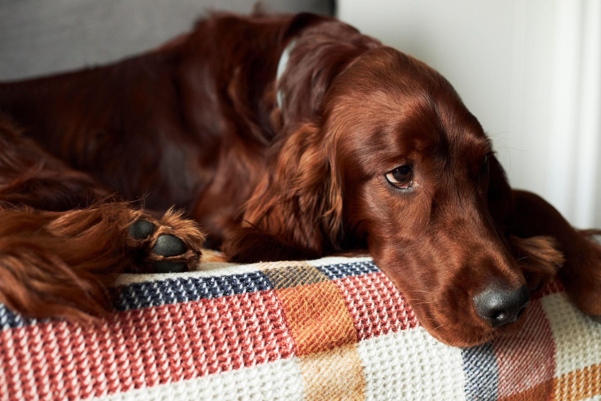 My Dog Ate a Slug: Should I Be Worried? (Vet Answer) – Dogster