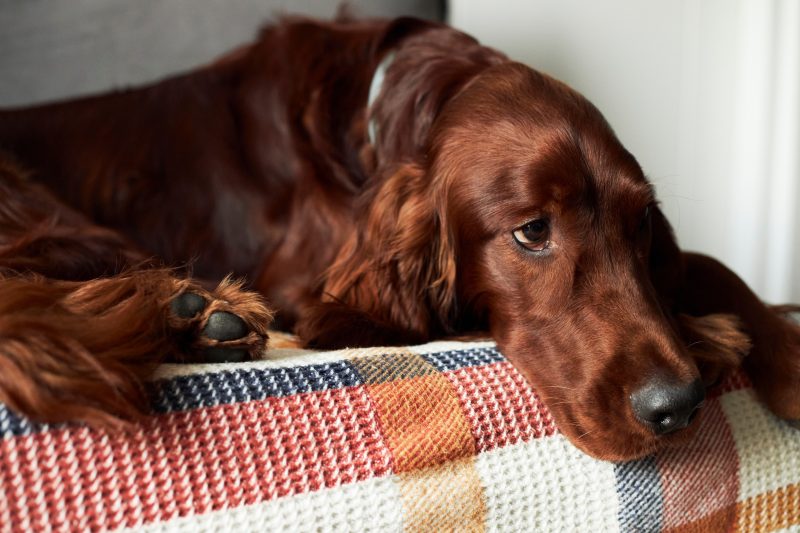 Neem Oil for Dogs: What Is It, Safety & Risks (Vet Approved) – Dogster