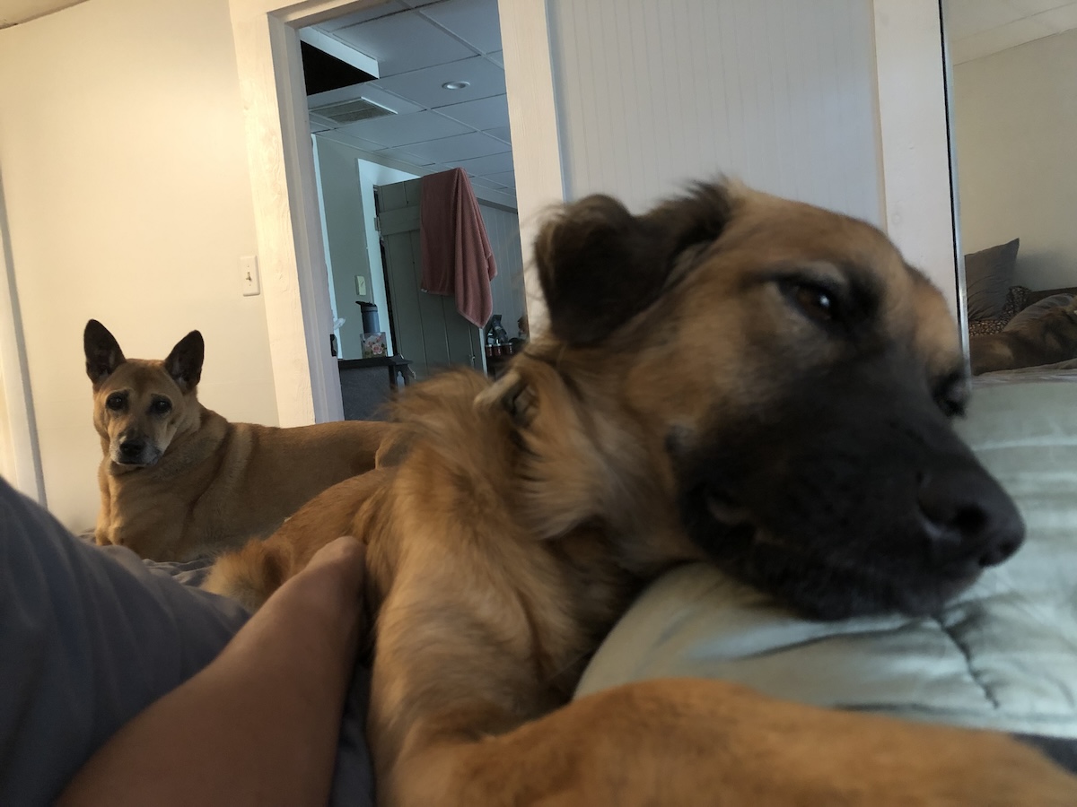 Mimicking Behaviors Among the Trio: Allison's Dogs Learn From Each ...