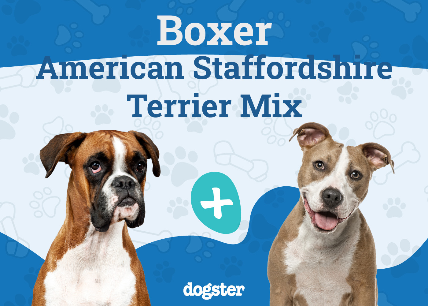 12 Most Popular Dog Breeds In Ohio: 2024 Update (With Pictures) – Dogster