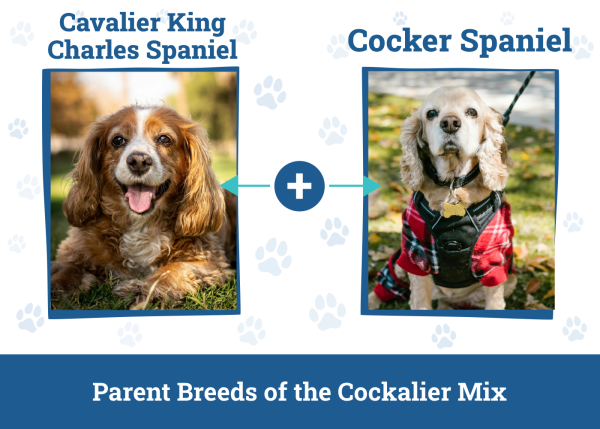 Cockalier Mixed Dog Breed: Info, Pictures, Care & More – Dogster