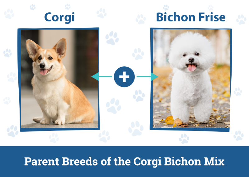 Corgi Bichon Mixed Dog Breed: Info, Pictures, Care & More – Dogster