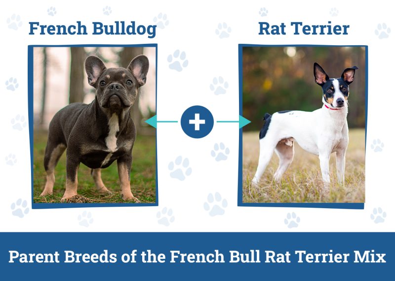 French Bull Rat Terrier Dog Breed: Info, Pictures, Care, & Facts – Dogster