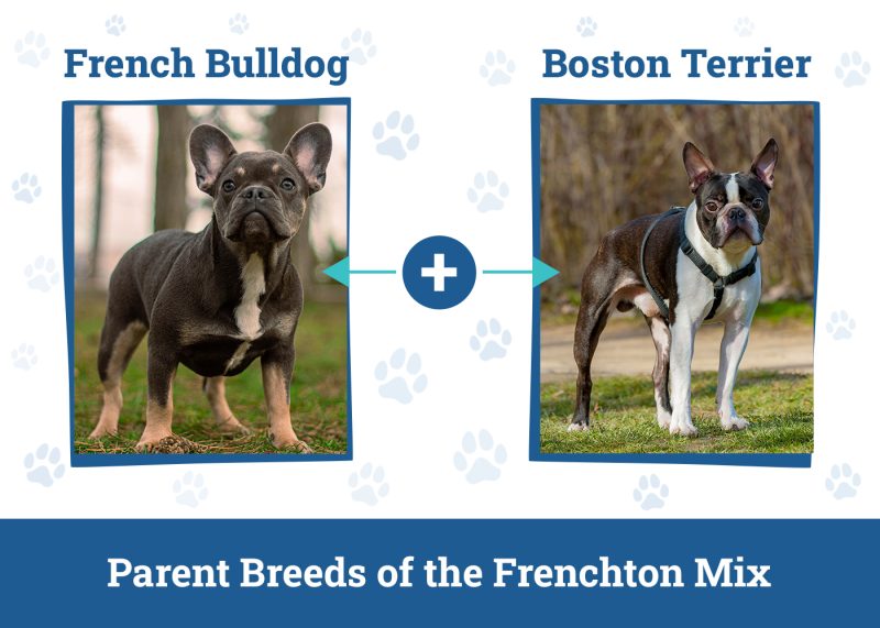 Frenchton Dog Breed: Info, Pictures, Care, & Facts – Dogster