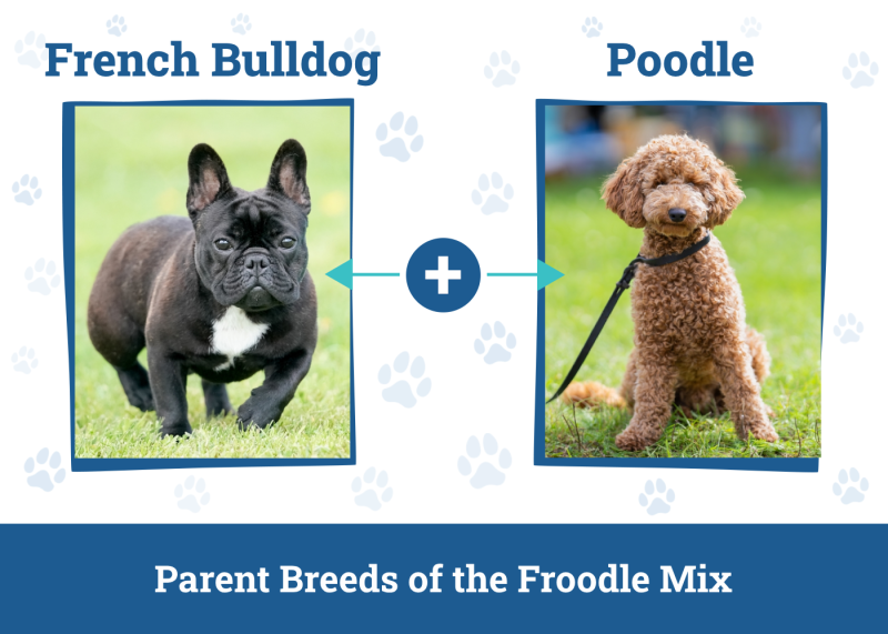 Froodle Dog Breed: Info, Pictures, Care, & Facts – Dogster