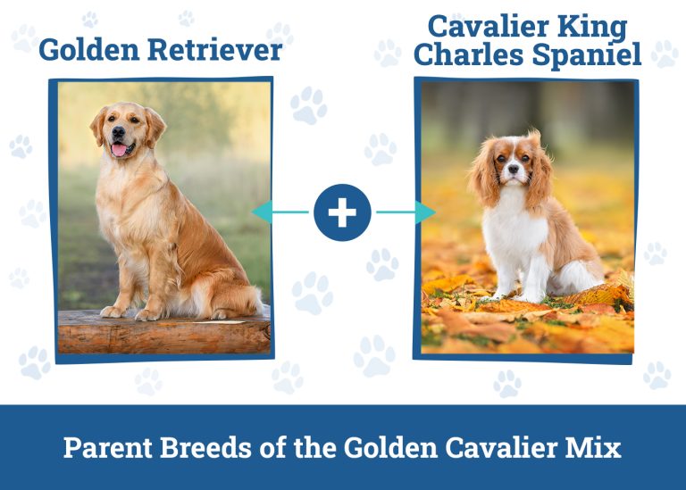 Golden Cavalier: Info, Pictures, Care & More – Dogster