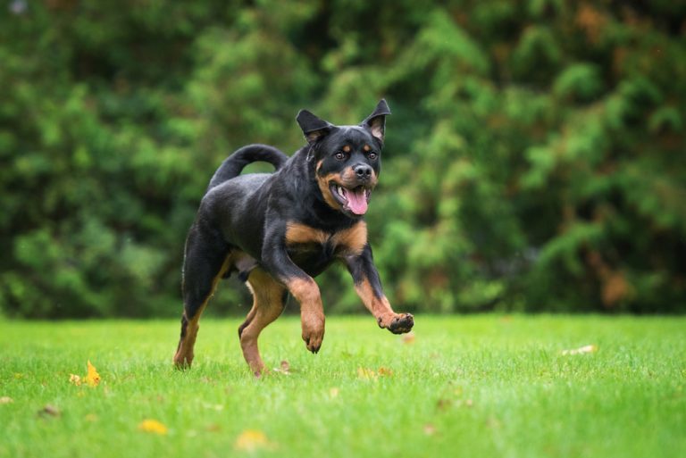 How Fast Can a Rottweiler Run? Facts & Comparison Chart – Dogster