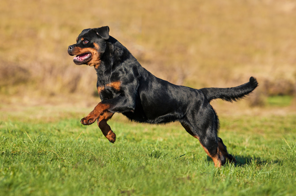 How Fast Can a Rottweiler Run? Facts & Comparison Chart – Dogster