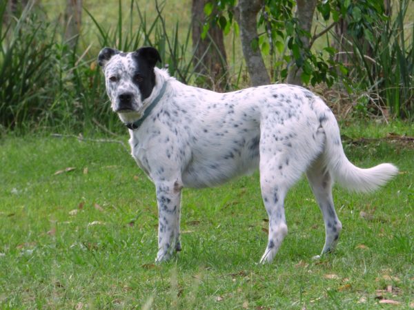 Bull Arab Dog Breed: Info, Pictures, Care, & Facts – Dogster