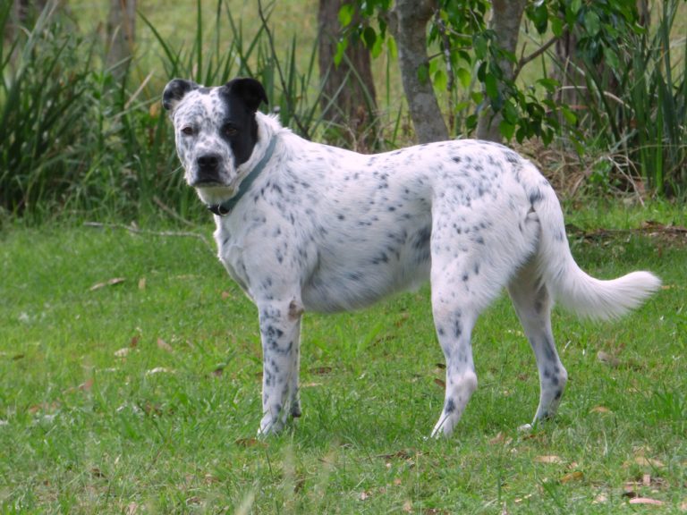 Bull Arab Dog Breed: Info, Pictures, Care, & Facts – Dogster