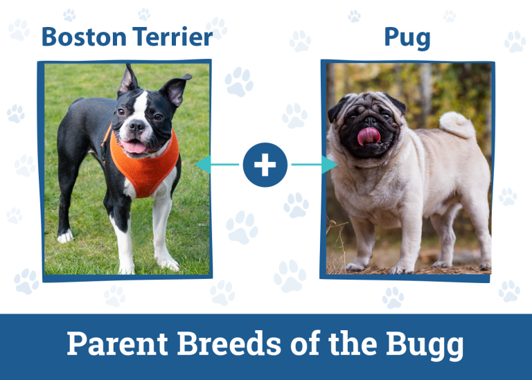 Bugg Dog Breed: Info, Pictures, Care, & Facts – Dogster