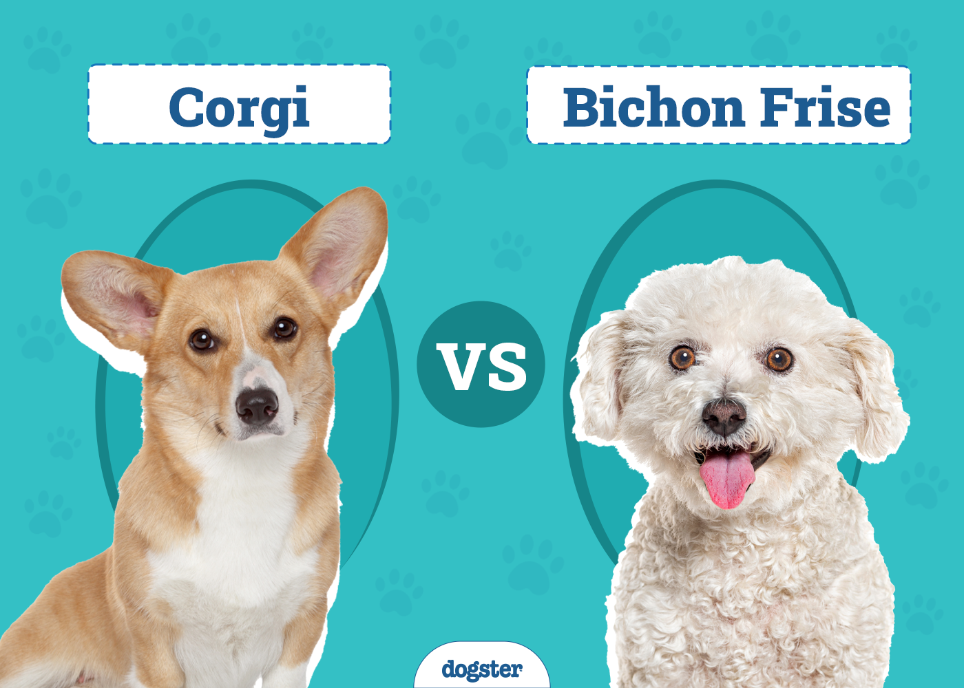 Does a Pitbull Have Webbed Feet? Facts & FAQ – Dogster