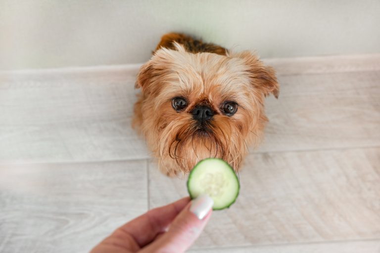 10 Foods With Potassium for Dogs: Vet-Verified Nutrition Facts – Dogster