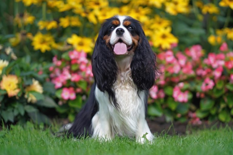 Dog Coat Colors & Patterns: A Vet-Verified Guide (With Info & Pictures ...