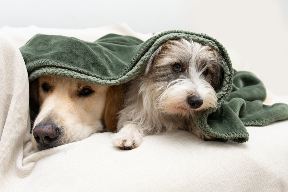 Can Dogs Get Sick from Other Dogs? Info & Common Diseases (Vet Answer ...