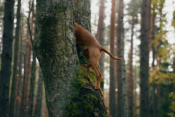 Can Dogs Climb Trees? Vet-Verified Facts & Info – Dogster
