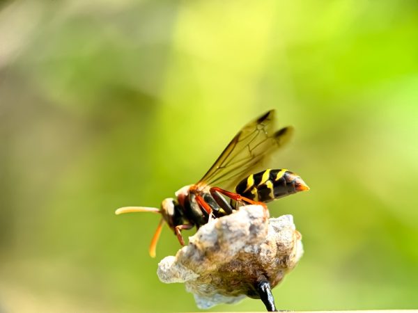 My Dog Ate a Wasp: Our Vet Explains the Risks, Signs & Next Steps – Dogster