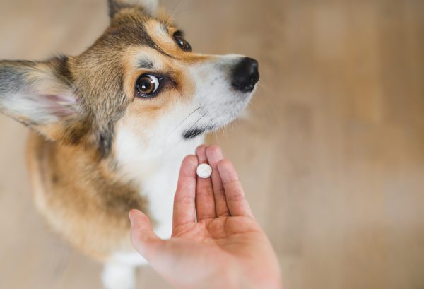 5 Common Epilepsy Medications for Dogs: Dosage & Uses (Vet Answer ...