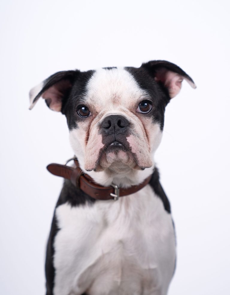 Frenchton Dog Breed: Info, Pictures, Care, & Facts – Dogster