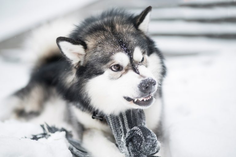 Dog Communication & Body Language: 50+ Vet-Verified Signs to Understand ...