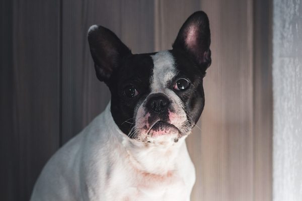 Frenchton Dog Breed: Info, Pictures, Care, & Facts – Dogster