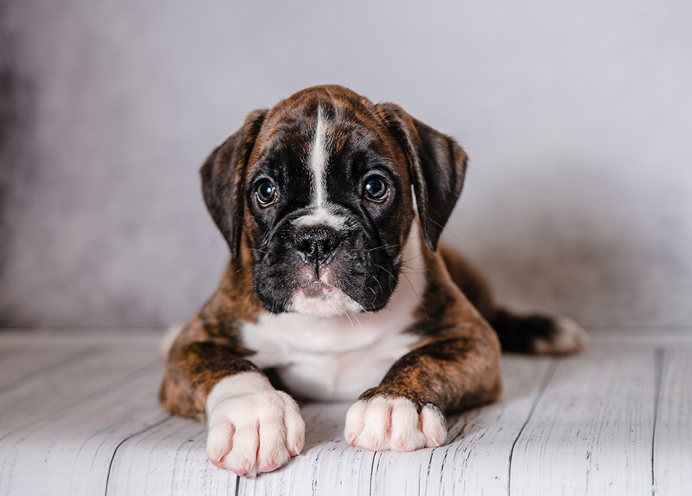 How Long Do Boxers Live? Vet-Verified Average Lifespan, Data & Care ...