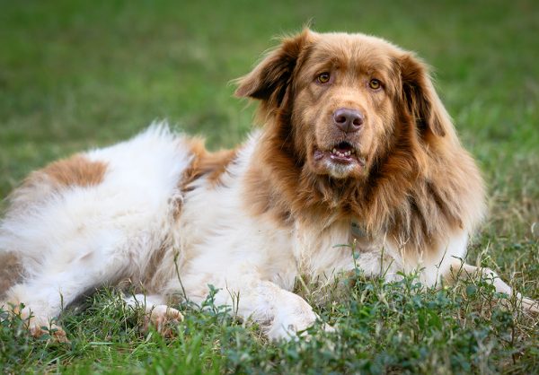 Karakachan (Bulgarian Shepherd): Info, Pictures, Care, & Facts – Dogster