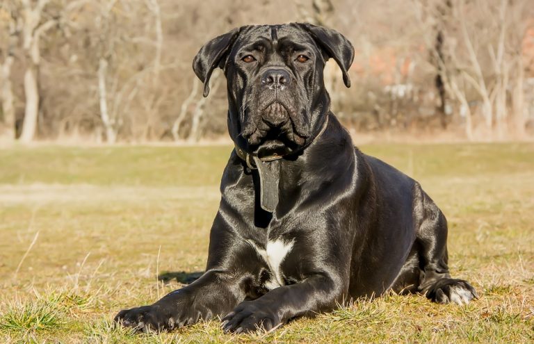 Cane Corso vs Great Dane: The Differences (With Info & Pictures) – Dogster