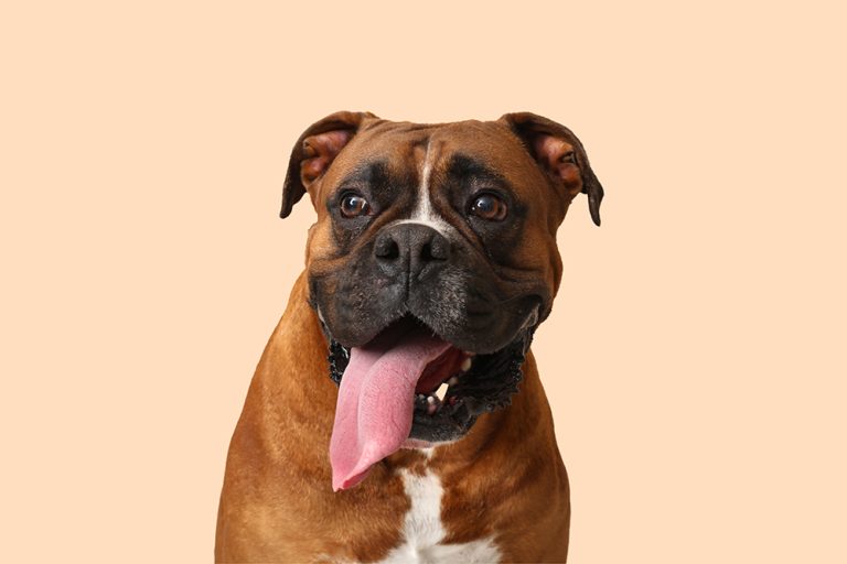 How Long Do Boxers Live? Vet-Verified Average Lifespan, Data & Care ...